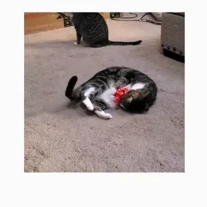 Hand Crafted | Cat | Hand Crafted Crochet Organic Catnip Toy Variety ...